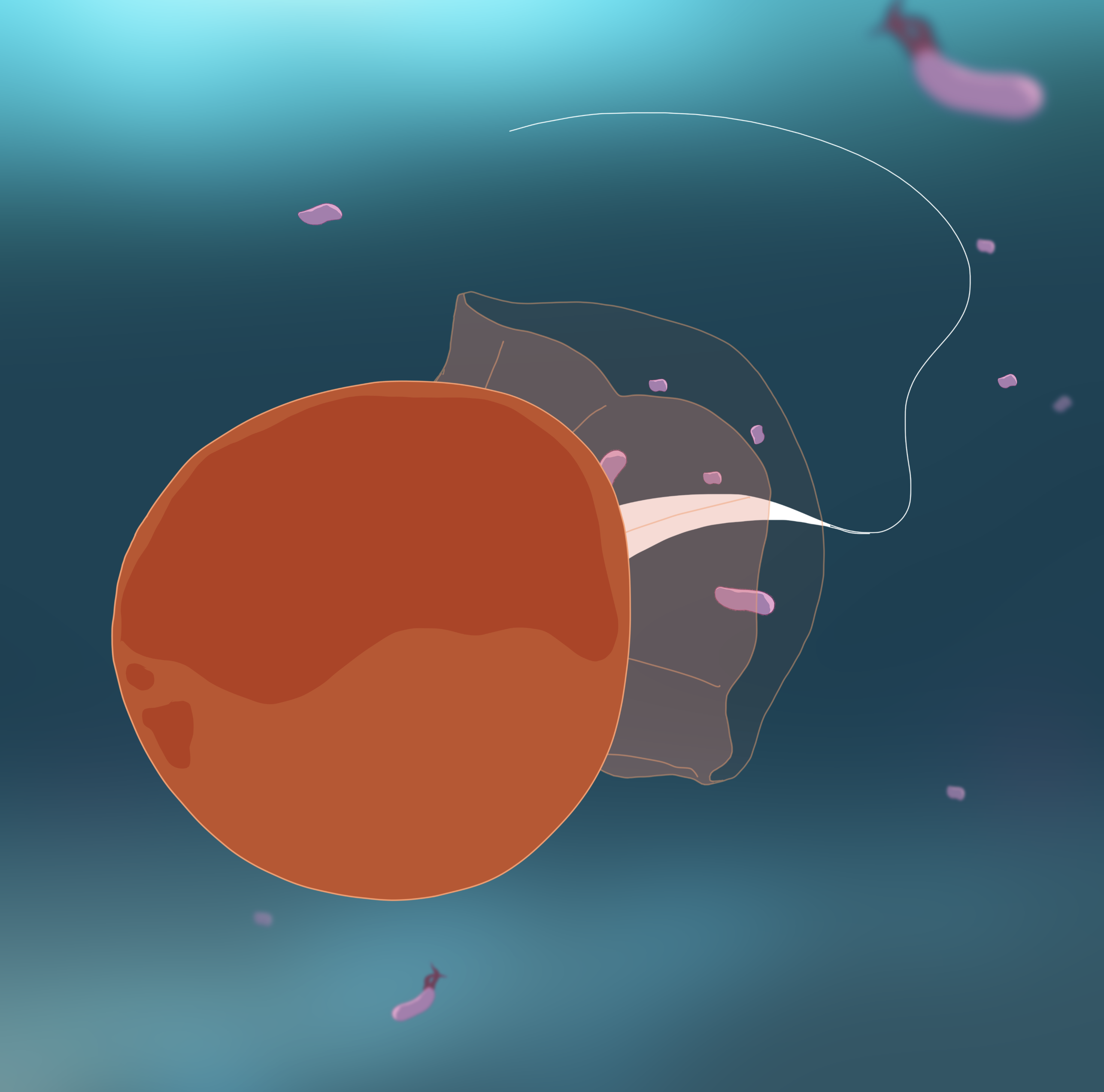 Microbial Loop Animatordave